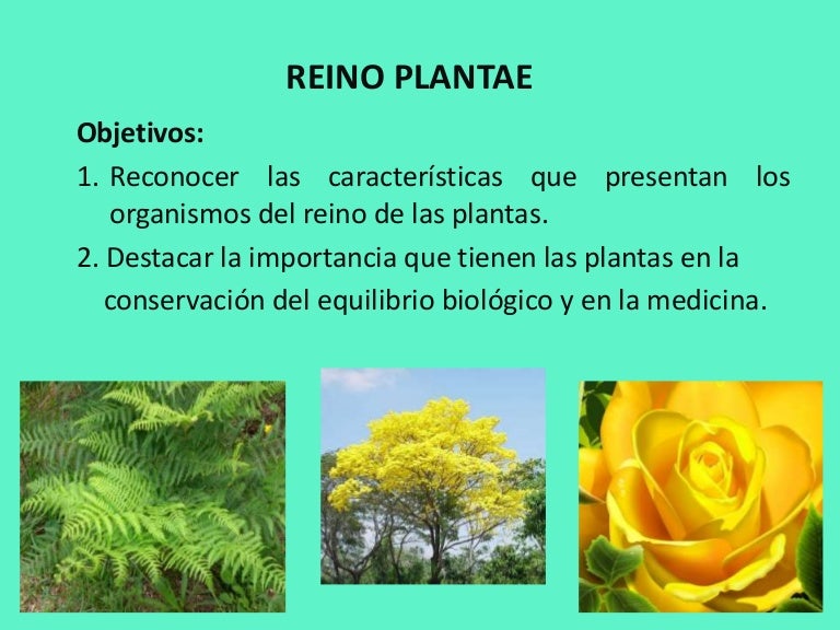 El Reino De Las Plantas : Reino Plantae: Qué es, Características ...