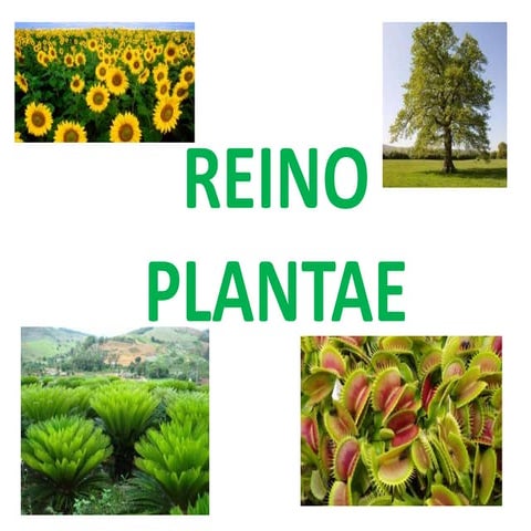 Reino plantae | PPT