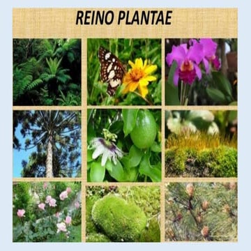 Reino plantae | PPTX
