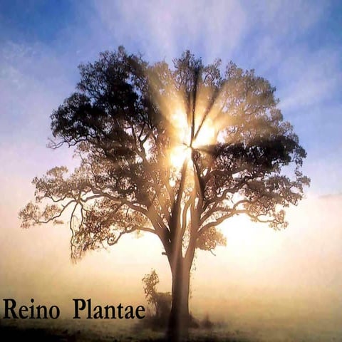 Reino das Plantas e suas Classificações Resumo e Exercícios | PDF