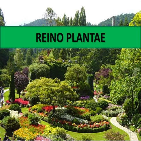 Reino plantae resumo | PPTX