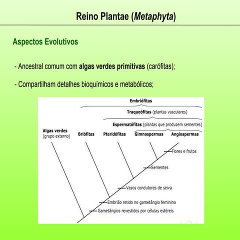 Reino planta (metaphyta) | PPT | Biological Sciences | Science
