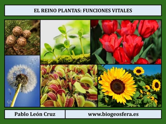 Reino Plantae Divisiones Del Reino Plantae Icarito
