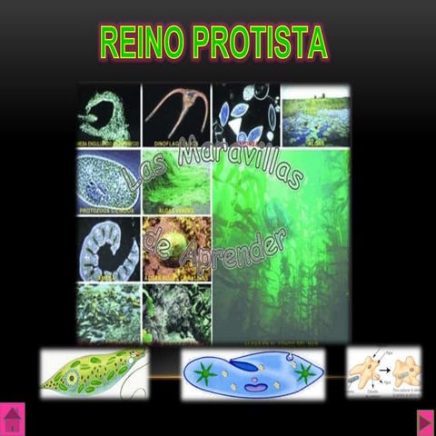REINO CHROMISTA .pdf