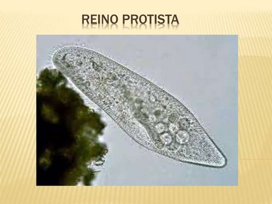 Reino Protista | PPTX | Biological Sciences | Science