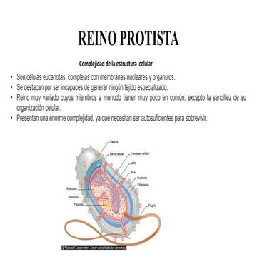 Fungo Como Diagrama De Protistas Cladograma Protista I | PDF