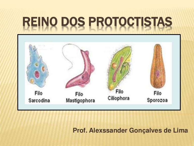 REINO PROTOCTISTA