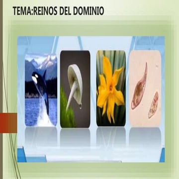 Dominio Eucariota Biología Didáctica: Taxonomía Pamer 1°