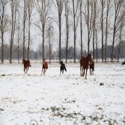 horses / Reiterhof Leipzig - Reiterferien Sachsen | PDF | Equine Sports ...