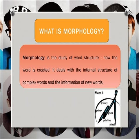 Morphology | PPT
