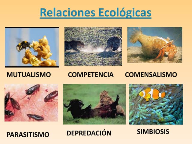 Esquema Relaciones InterespecíFicas