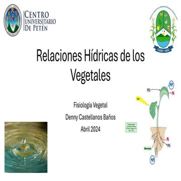 apoplasto y simplasto Absorcion del agua por las plantas | PDF
