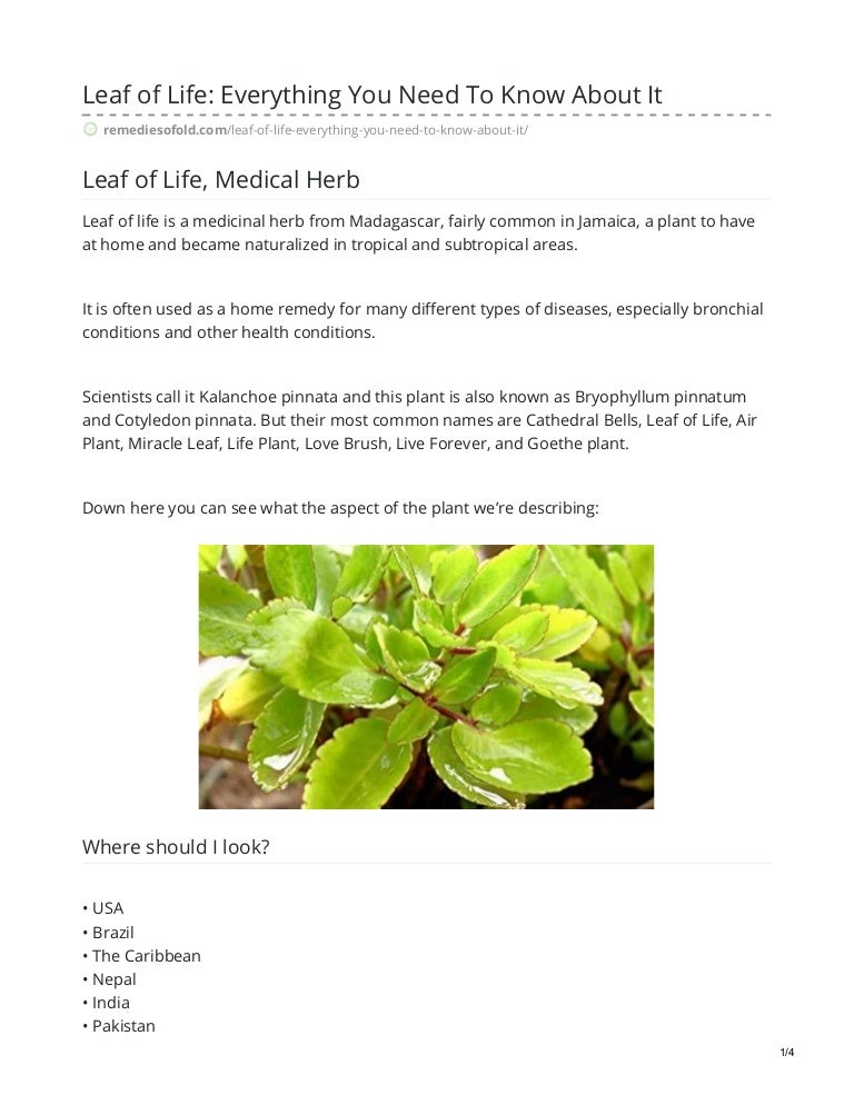 Leaf of life everything you need to know about it