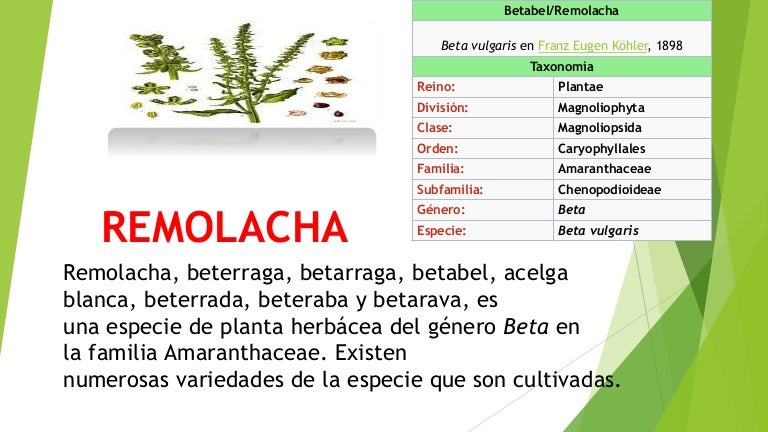 Remolacha