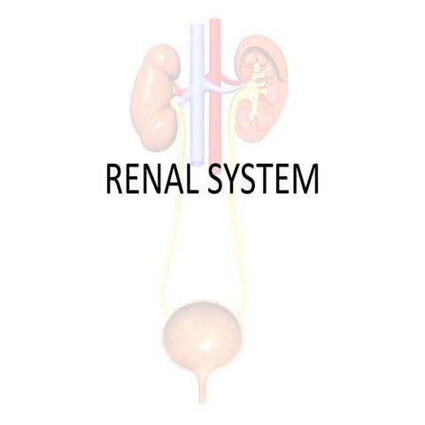 Renal system | PPTX