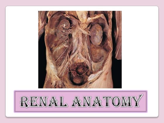 Anatomy of kidney | PPT