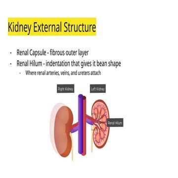 renal anatomy and physiology (function and structure).ppt | Chemistry ...