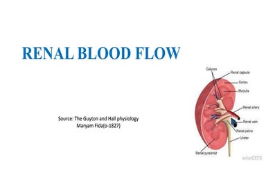 Renal Circulation Pathway