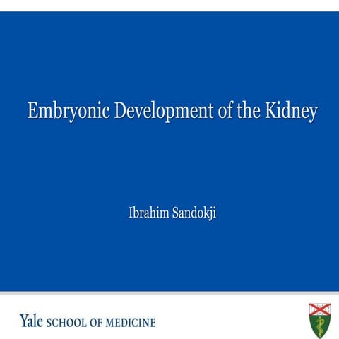 Renal Embryology.pptx