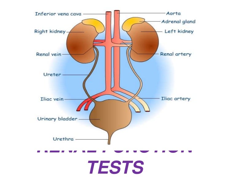 Renal Function Tests renal-function-tests