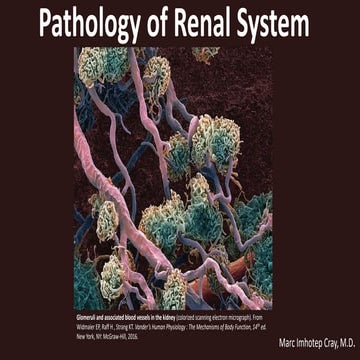 Renal Pathology Lectures_Ppt Series (4 in 1) | PDF