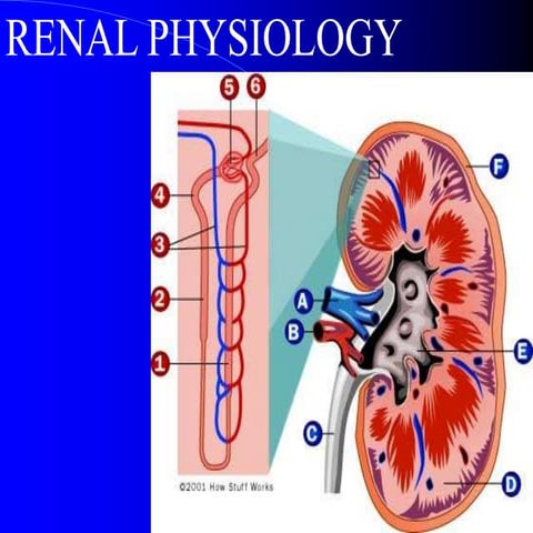 Renal Physiology.ppt
