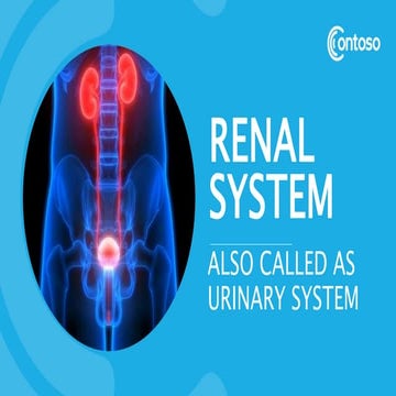 Renal system | PPT