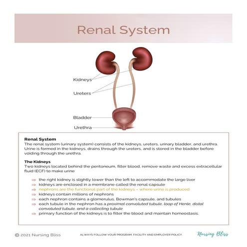 Renal system bundle.pdf