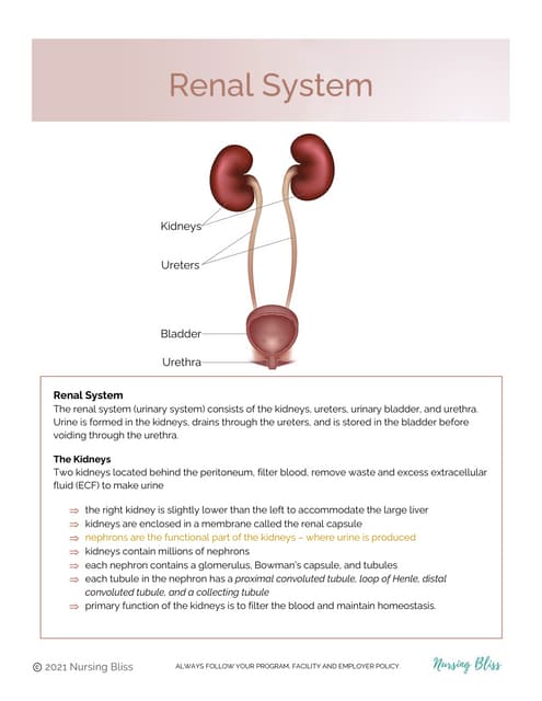 Urine_Formation_Elimination_Presentation.pptx