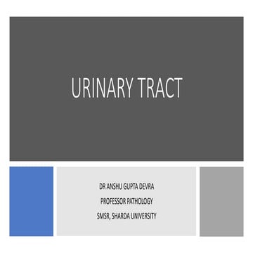 Renal system lecture | PPT