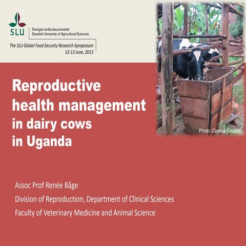Reproductive health management in dairy cows in Uganda, Assoc. Prof ...