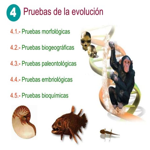 REPASO EVOLUCION.pptx
