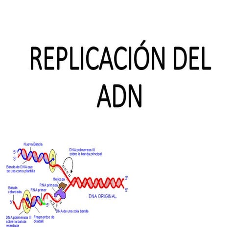 Replica del ADN | PPTX