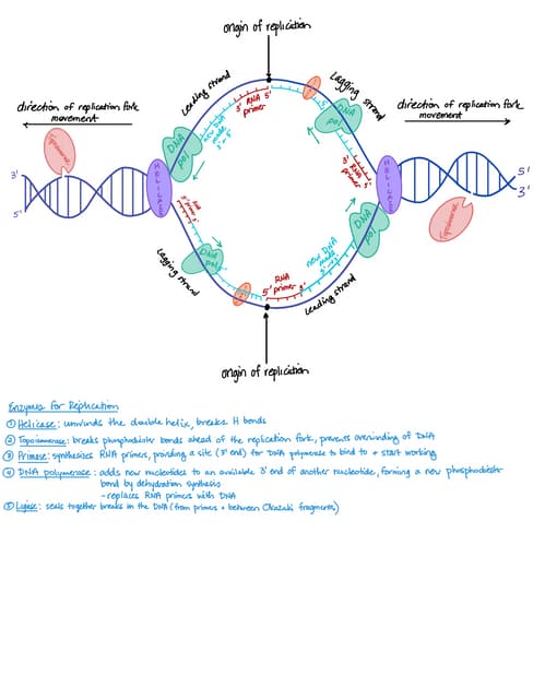 Meiosis - Student (17x11).pdf