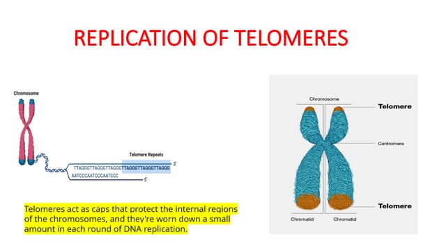 Telomere replication.pptx