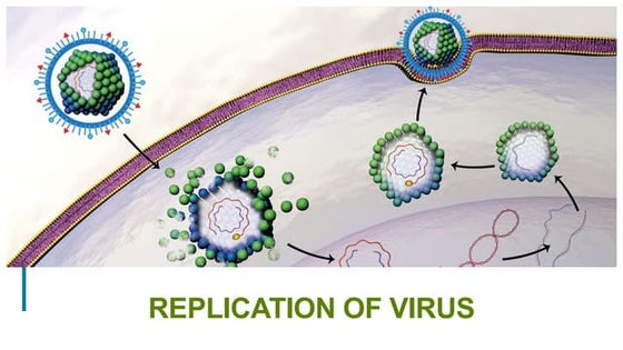 Viral replication | PPT