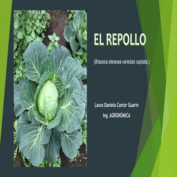 INGENIERÍA AGRONÓMICA -Repollo | PPTX