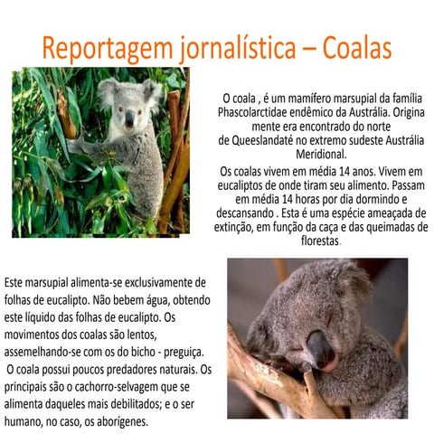 Reportagem jornalística – coalas | PPTX