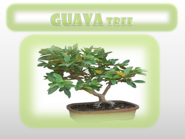 Guava | PPTX
