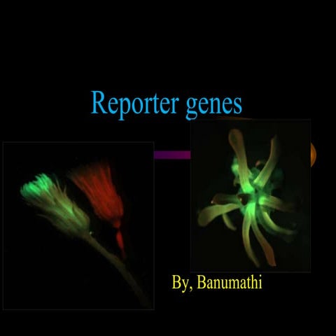 reporter_genes by Dr pradeep complete explanation | PPT