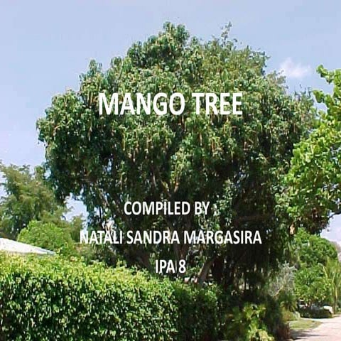 Report mango tree (natalia sandra xi ipa 8 23) | PPTX