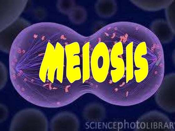 Mitosis Pptx