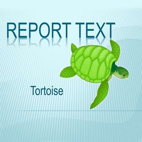 Report text : Tortoise | PPTX