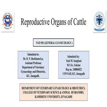 Reproctive anatomy of cattle and buffalo.pptx