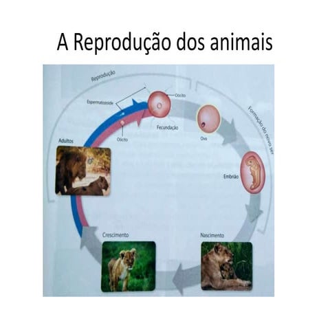 Reprodução dos animais: assexuada, sexuada, ovíparos e vivíparos | PPT