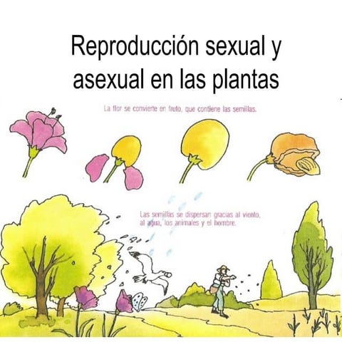 Reproducción sexual y asexual en las plantas | PPT
