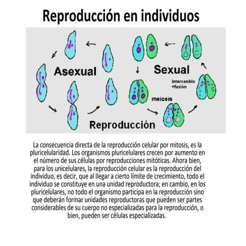 Tipos de reproducción asexual, fisión, gemación, esporulación y ...
