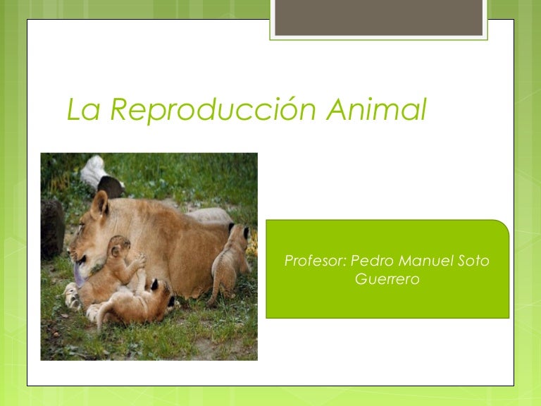 Reproduccion Asexual y Sexual en Animales