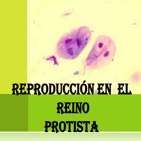Reproducción en el Reino Protista. | PPTX