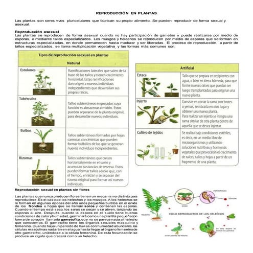 Esquema de la Reproducción de las plantas | DOC